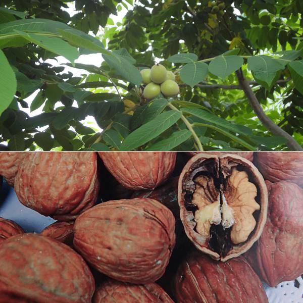 くるみは優良タンパク質や脂肪に富む栄養食品です。手がかからず、栽培は容易です。結実開始までに数年かかりますが、成木になると1本で20kg以上収穫できます。1本の樹に雌花と雄花が別々に咲き、株や気候によって雄花と雌花の開花が揃わないことがある...