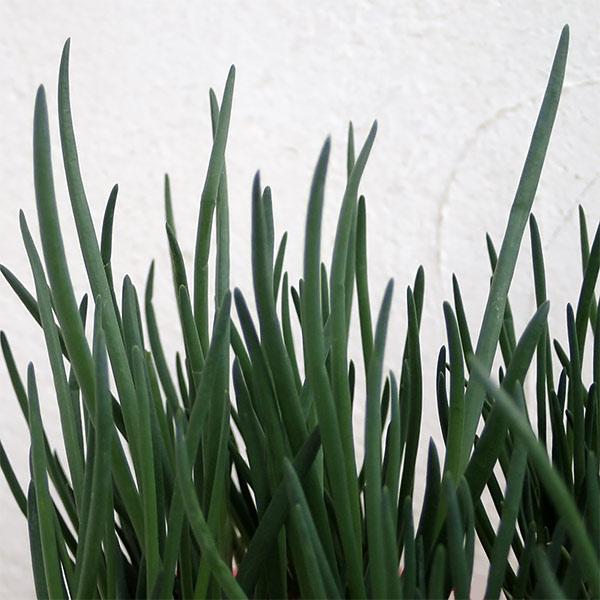 ★入荷から日数が経ったためセール価格となりました。商品の状態は画像と異なる場合があります。★何度もとれる、香りが強くおいしい薬味、わけぎ（分葱）。ほしい分だけ随時収穫できます。そのまま植えるだけで、植え付けから3週間目くらいから収穫できます...