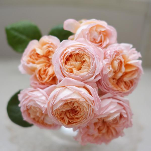 アプリコットオレンジにふんわり淡いピンクのカップ咲きが愛らしいバラ。フルーツとティーの甘い香りで、まるで新鮮な果物がたっぷり入った「コンフィチュール」の様。繰り返しよく咲く花と銅葉のような新芽のコントラストがとても美しいです。大きくなり過ぎ...