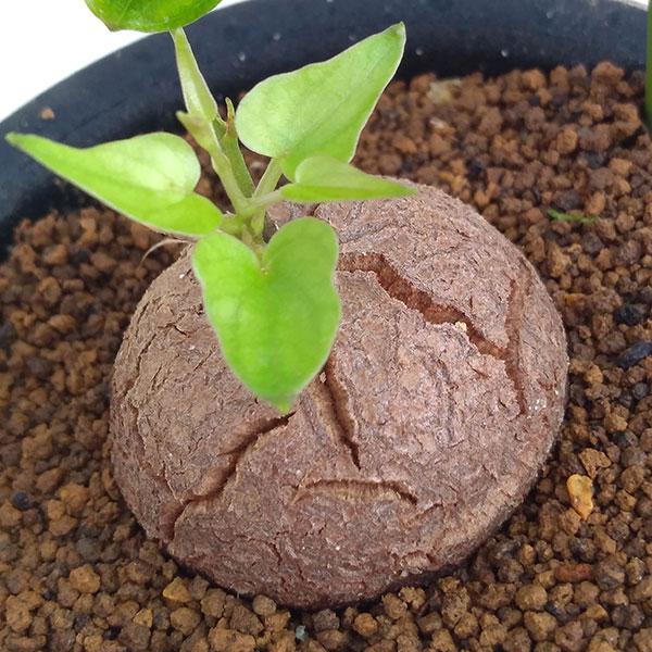 塊根性多肉植物ディオスコレアは、塊根が亀の甲羅模様に似ていることから亀甲竜（和名）と呼ばれており、成長するにつれはっきりとした亀甲模様になります。秋〜春にかけてつるを伸ばし、ハート型の葉を付けます。原産地では食用として親しまれています。★時...