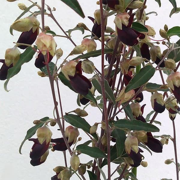 ガストロロビウムはオーストラリア原産の常緑低木。黒い花がエキゾチックな雰囲気です。刈り込みながら育てると枝葉が茂り、印象的な株姿となります。※詳しい商品説明は下のほうに記載があります