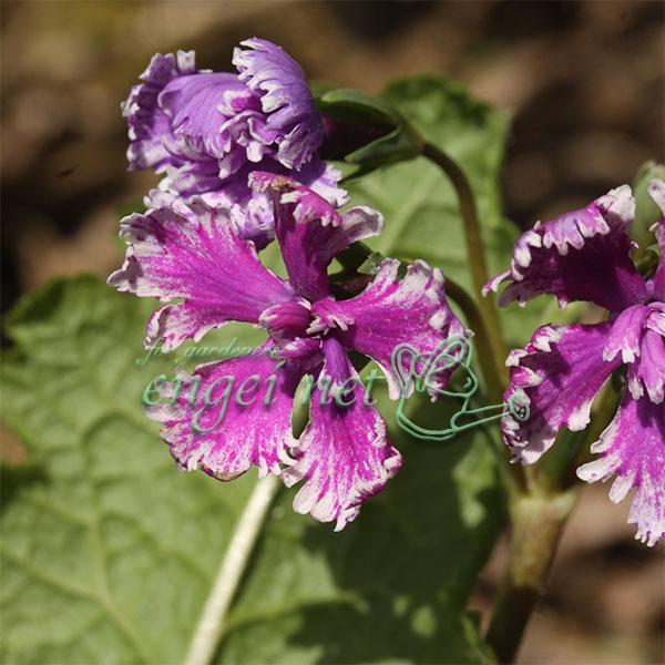 たいへん珍しい、八重咲きの日本桜草です。おしべが弁化することにより八重咲になったもので、従来の品種にはない賑やかさがあります。一つの株の中に八重の度合いが強い花と、弱い花（もしくは一重）が混じって咲くことがあります。またその年の生育状況によ...