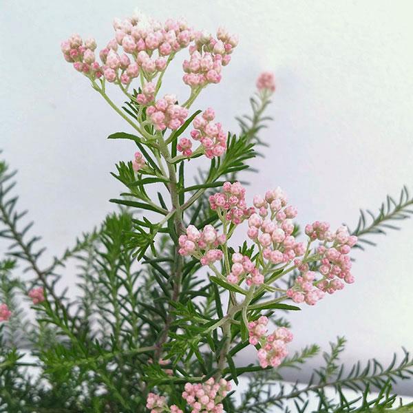 ★入荷から日数が経ったためセール価格となりました。商品の状態は画像と異なる場合があります。★米粒のような小さな花を咲かせることから、ライスフラワーと名付けられました。花はお米を焙煎した時のような印象で、葉は濃緑色で裏側は毛で覆われています。...