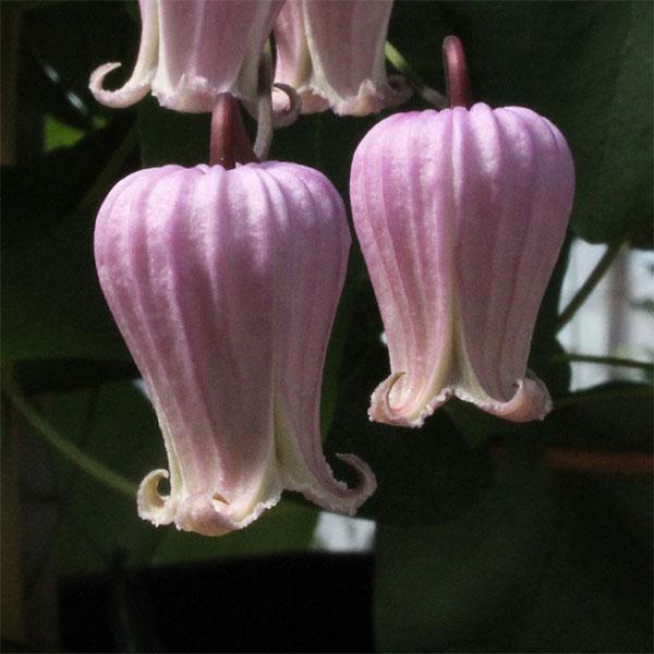 ラフネスバーシカラーは、趣味家がアメリカから輸入して蒔いたバーシカラーの種から出現した品種です。うどんこ病に強く、５〜６月でも問題なく育つので、他のヴィオルナ系よりも生育が旺盛です。また枝は比較的しなやかで誘引しやすいので、他のヴィオルナ系...