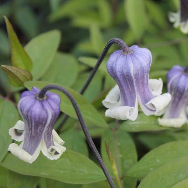 ドクターマリーは、つるにならない木立性のヴィオルナ系品種です。コンパクトな草姿となるので鉢植えで楽しみたい方にもおすすめです。弁先がカールするので、外側のブルーと内側のホワイトのコントラストが可愛らしいです。うどんこ病は若干かかりやすいので...