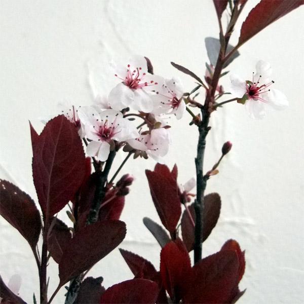 紅葉スモモを小型にした感じで、赤紫色の葉が美しい交配品種です。濃紅色の新芽が美しく、春に咲く小さな淡いピンクの花も可憐できれいです。葉は成長するにつれ緑色がかった色合いになりますが、8月頃までは美しい葉色が楽しめます。幹は深紫色です。黒い実...