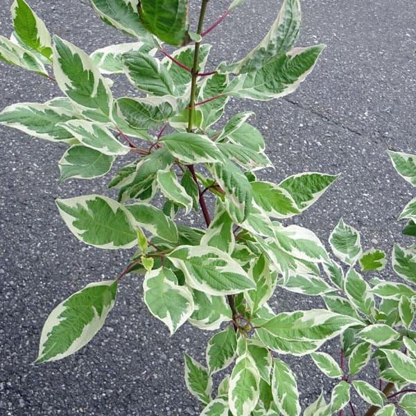 サンゴミズキはシラタマミズキの園芸種で、秋から冬にかけて木肌が真っ赤に色づき、たいへんきれいな落葉低木です。庭植え、鉢植えなど幅広く利用できます。洋風のアレンジも向きますのでテラコッタにも映え、切り花にも向いています。※詳しい商品説明は下の...