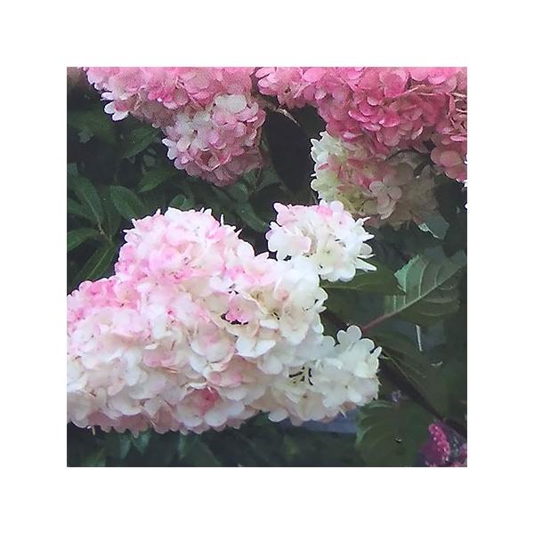 ノリウツギはアジサイの仲間で、日本原産の初夏の花です。アジサイよりも開花はかなり遅めです。バニラストロベリーは咲き始めはバニラのような白色でその後にピンクに変化していきます。軸色が赤く花色とのコントラストも美しい品種です。矮性でコンパクトに...