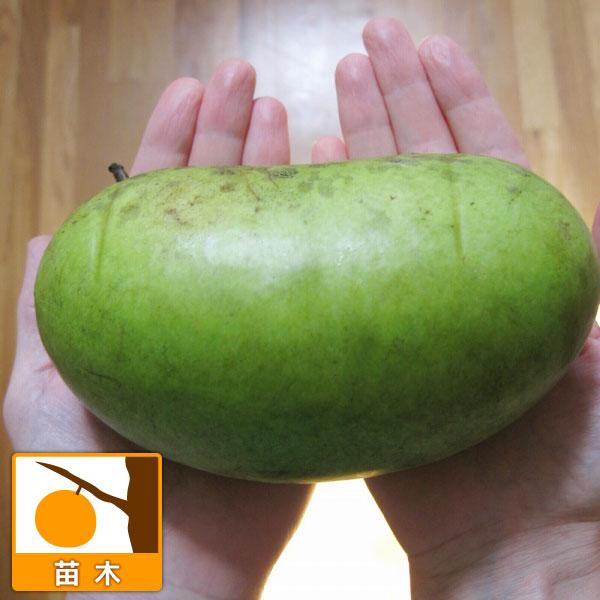 ★入荷から日数が経ったためセール価格となりました。商品の状態は画像と異なる場合があります。★ピーターソンポポーはポポー育種の先駆者、アメリカのニール・ピーターソン氏が生み出した最新巨大果ポポー。大きな実でタネは少なく、食べごたえ抜群のシリー...