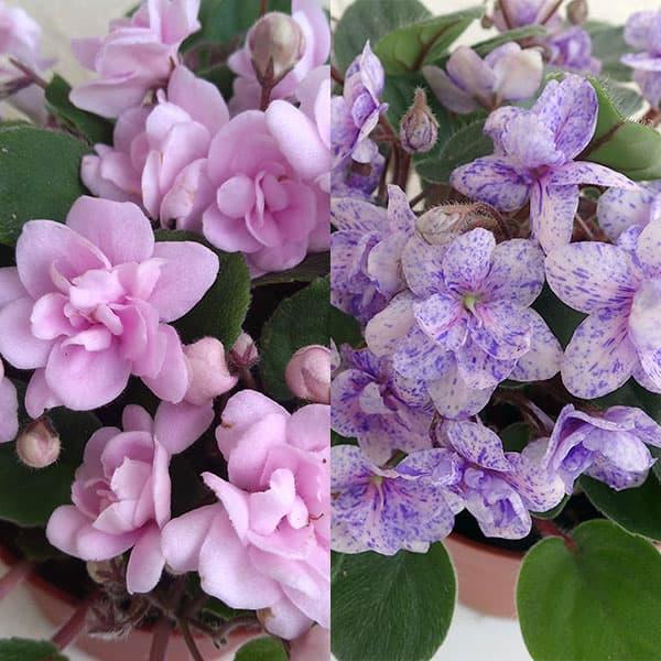 ★入荷から日数が経ったためセール価格となりました。商品の状態は画像と異なる場合があります。★なんとも愛らしい小輪八重咲きのセントポーリアのトレイル種2品種セット！トレイル種は茎が長く下垂して花をつけます。草花のような自然な株姿が可憐です。セ...