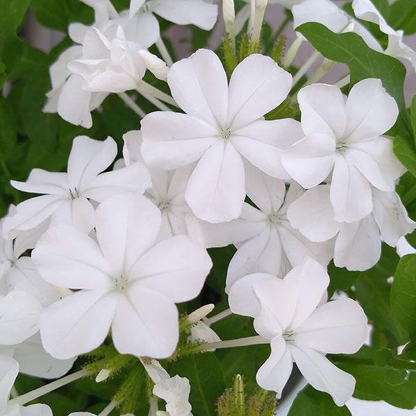 プルンバーゴは南アフリカ原産の常緑低木ですが、熱帯の花とは思えないほど優美で繊細。初夏から秋にかけて、細くしなる茎の先に涼しげなフロックスに似た花を穂状に、たくさん咲かせます。株は横に伸び広がり、鉢植えや花壇に似合います。かなり低温にも強く...