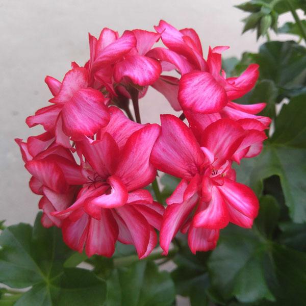 メキシカルビーはまるでバラの蕾のような豪華な八重花。また、花立ちが非常に良く、節間が短くコンパクトな草姿で株がまとめやすい品種です。ほふく性のゼラニウムの仲間で、葉がアイビーに似ています。ヨーロッパでは窓辺を飾る植物としてとても人気がありま...