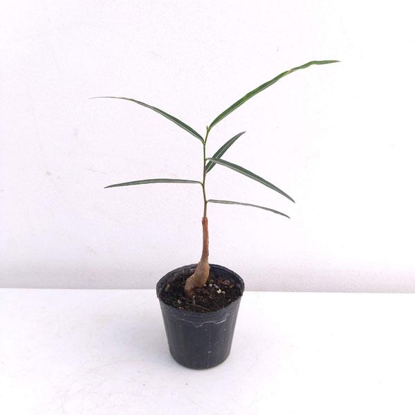 実生から育てたかわいらしミニ観葉、ボトルツリーブラキチトン。ぷっくりと基部を肥大させ、原産地では高さ20mにもなる高さになるそうです。その基部が特徴的なことからボトルツリーと呼ばれており、幹に水を蓄えることができる不思議な植物です。ひとつひ...