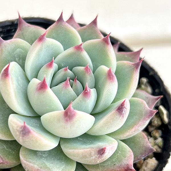 ぷりっとした見た目がかわいいエケベリア桃太郎です。葉先がほんのりピンクに色づきます。エケベリアはメキシコとその周辺の中南米地域原産の多年草で、色鮮やかな葉が重なってロゼットを形成する、春秋生育型の多肉植物です。葉色は季節により変化しますが、...