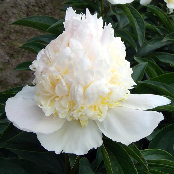 ★入荷から日数が経ったためセール価格となりました。商品の状態は画像と異なる場合があります。★ヨーロッパから導入された洋種しゃくやく(芍薬）です。大型宿根草として人気が高く、多数の品種があります。日本の伝統的な芍薬とは印象の異なるゴージャスな...