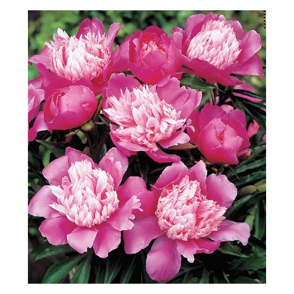 晩春に咲き誇る、豪華な大輪の芍薬です。ピンクカメオは、大輪で藤色に淡い桃色の細い花弁をもつ花を咲かせる冠咲き品種です。中心部の花色は淡くなります。庭植えが最適で、毎年株が大きくなって花数が増えていきます。鉢植えで楽しむ場合は根がよく張れるよ...