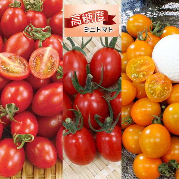 人気の高糖度ミニトマトの3種セットです。育てて食べ比べをしてみて下さい。※詳しい商品説明は下のほうに記載があります