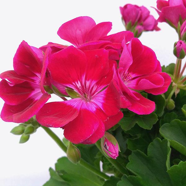 生育旺盛で花が次々咲くpacクオリティ ★入荷から日数が経ったためセール価格となりました。商品の状態は画像と異なる場合があります。★株のまとまりや花上がりが大変良く、鉢植えとしても花壇材料としても大変魅力的なゾナル・ゼラニウムです。フラワー...