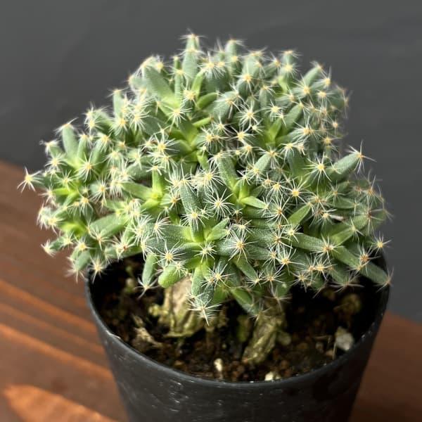 ★入荷から日数が経ったためセール価格となりました。商品の状態は画像と異なる場合があります。★盆栽のような仕立ての塊根メセン、トリコディアデマ　デンサム　紫晃星です。塊根メセンの中でも強く、育てやすい品種です。コーデックス入門におすすめ。成長...