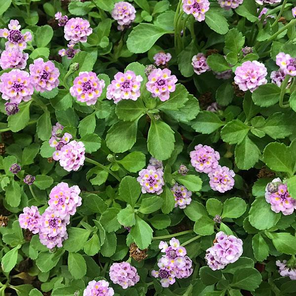 環境の保全と景観設計に優れたスーパーイワダレソウ「クラピアシリーズ」。宇都宮大学で育成され、屋上緑化に理想的な植物として話題となっています。在来種の多年生植物で、土中深くに根を張るため、土壌の流出を防ぎます。また、増殖がはやく、地表を密に覆...