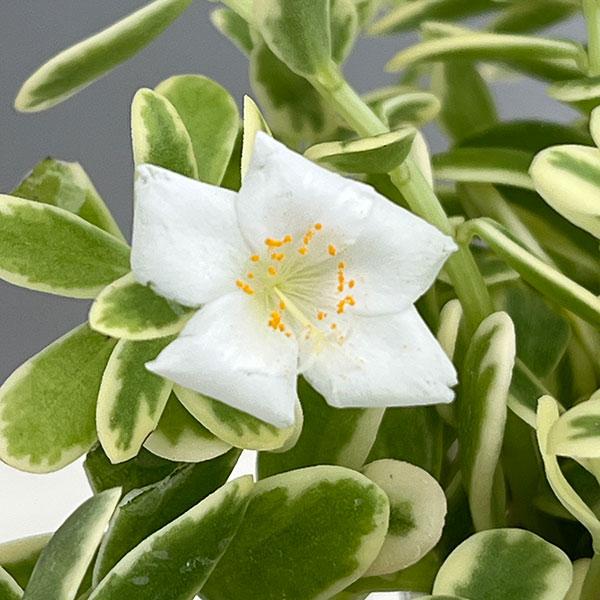 ミルク＆ハニーは、タカザワファームさんのオリジナルの白花＆斑入り葉品種です。白花とクリームホワイトの斑との組み合わせがなんともさわやかな印象です。単独でももちろんインパクトがありますし、寄せ植えアイテムとしても花と葉の両方で重宝しますよ！※...