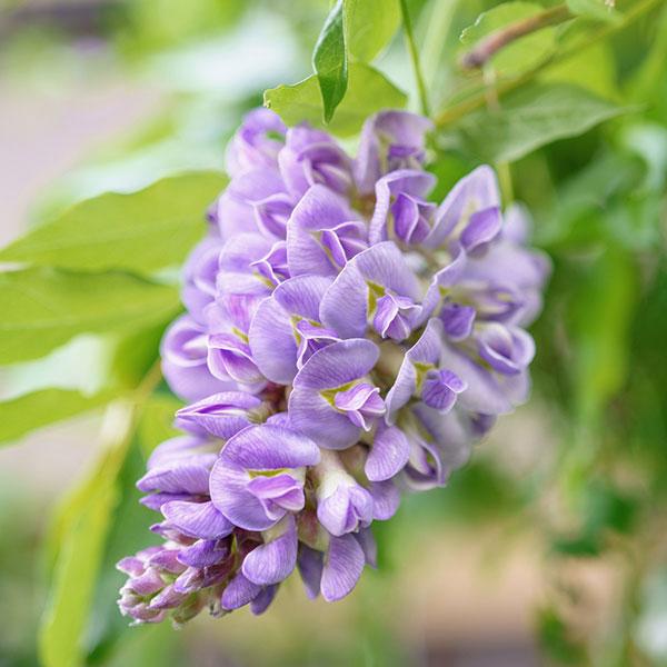 アメジストファルズは香りのある紫藤色の房状花を夏につける、バージニア〜フロリダ原産の珍しい藤です。若木から花がつく特徴があり、樹高約3mまでとわい性タイプなのでコンテナでトレリス仕立てにしてコンパクトに花が楽しめます。つる状の本木なので、支...