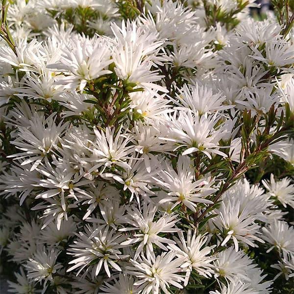 オージースノーブッシュはオーストラリア原産、トウダイグサ科の常緑潅木です。3〜4月頃に枝先に白い小花を多数咲かせ、まるで雪が降り積もったような清楚な姿となります。開花期が長く、1ヶ月間ほど楽しめます。緑の細葉を茂らせる姿もきれいで、鉢植え・...
