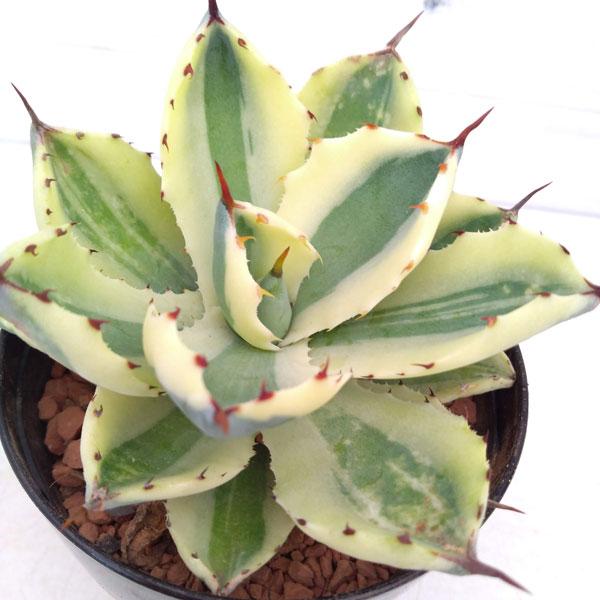 美しい斑入りのアガベ　スーパークラウンです。メキシコを中心とした熱帯域に自生している夏型の多肉植物です。 肉厚の青緑がかった葉に明るい斑が入り、黒紫色の棘が美しく、整った形状のロゼットを作る品種です。日光と乾燥を好み、多湿を嫌います。 暑さ...