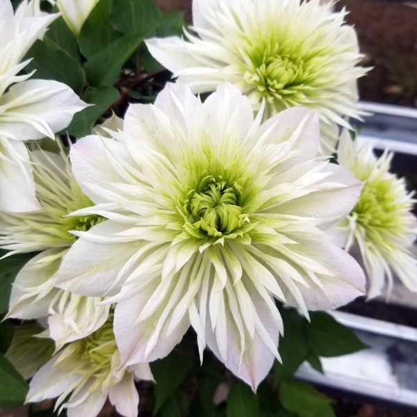 JFS受賞品種 華川（はなかわ）は、長谷川園芸さんオリジナルの最新品種。フロリアード受賞品種「北浜」の枝変わりで、花芯が弁化した半八重品種。咲き始めは淡緑色ですが、咲き進むと花の外側から純白に変化していき中心部は淡緑色が残ります。株は枝が伸...