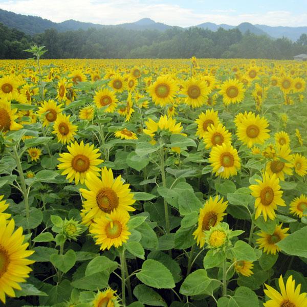 ★有効期限切れのため特価・若干発芽率は落ちますが利用可能です★夏を代表する花、ひまわり。全国各地の道路沿線や公園の花壇、イベント会場に欠かせません。「ハイブリッドサンフラワーNEO」は景観形成作物として開発された草丈150cm前後のハイブリ...