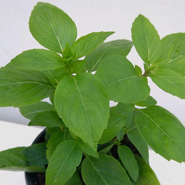 タイで栽培されているバジルの仲間です。茎と花は紫色で、葉はアニス・クローブの香りがあります。生葉をスイートバジルの様に利用します。タイ料理やエスニック料理におすすめです。 ※詳しい商品説明は下のほうに記載があります