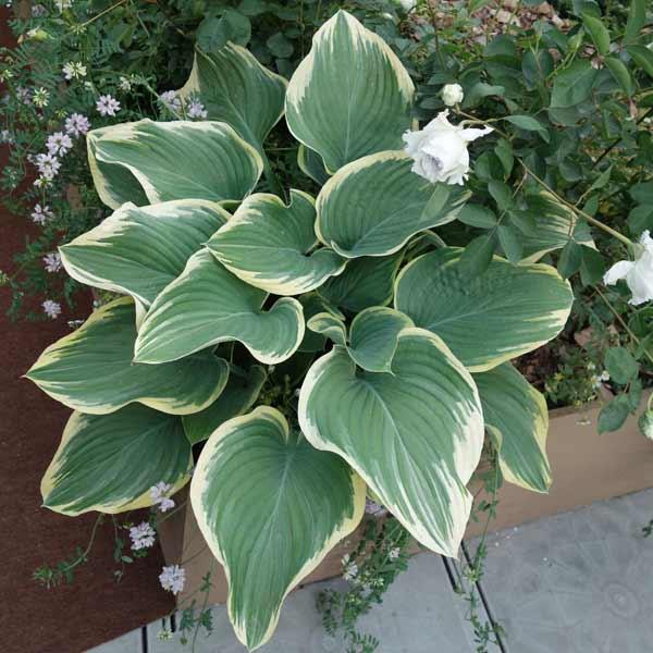 NHK趣味の園芸25年12月号掲載 ギボウシの中でも人気の高い品種。サガエは山形県寒河江市で生み出された世界的に有名な品種です。鮮緑の葉にクリーム色の覆輪が美しく入る大型ギボウシです。葉柄が立ち上がり、すっきりと美しい株姿になる名品です。庭...