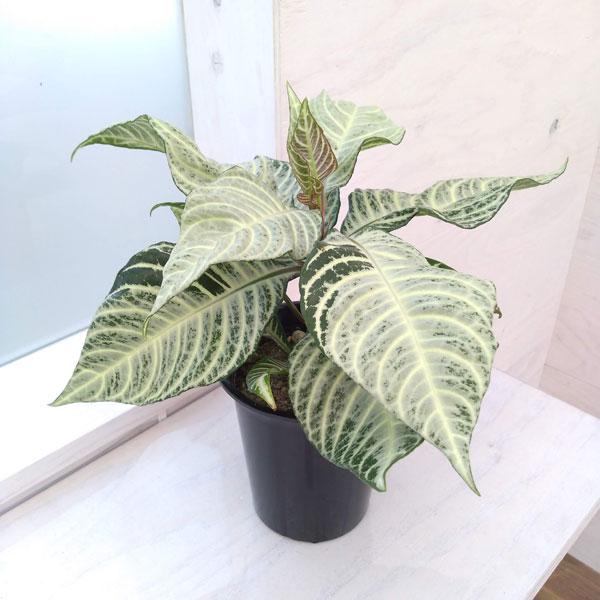 美しい白い斑が、まるで雲を連想させます。アフェランドラは熱帯アメリカ原産の観葉植物でいろいろな品種があります。トロピコはアフェランドラ・ダニアの変種で、濃緑色の葉にくっきりとした白い葉脈が入る印象的な葉。それほど明るい場所でなくても元気に育...