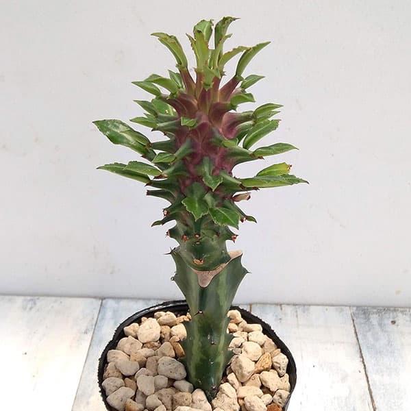 モナデニウムは南アフリカ原産の多肉性ユーホルビアの近縁種です。根元の塊根部分からつる性の枝を出すユニークな形状です。地中の塊根は植え替えのたびに大きさが増していき、独特な形状になって楽しませてくれるでしょう。接ぎ木は、古くより行われてきた特...