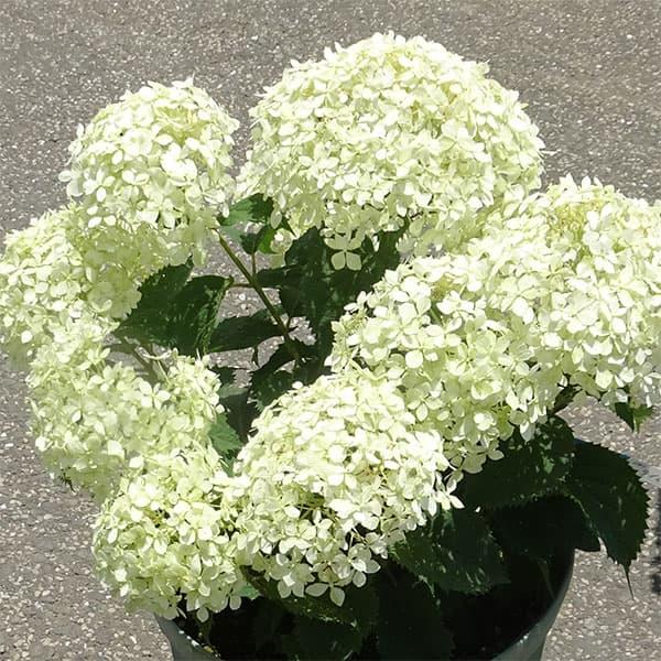 大きな手毬状の花で人気の高いアナベルで、花色がライムグリーンになり、樹形はコンパクトで返り咲き性の強い品種です。ライムグリーンから緑がかった白色になり、その後また緑色になります。満開時に見られるピンク色の花粉がユニークなアクセントになってい...