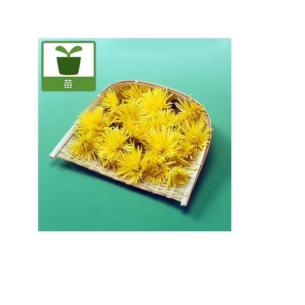食用菊は花弁を食用にする菊です。菊は優れた薬効をもつ植物として古くから知らせており、ビタミンや鉄分を多く含みます。最近の健康志向から需要が高まっています。一般の菊の花はどれも食べられるのですが若干苦味があります。食用に改良された専用の食用菊...