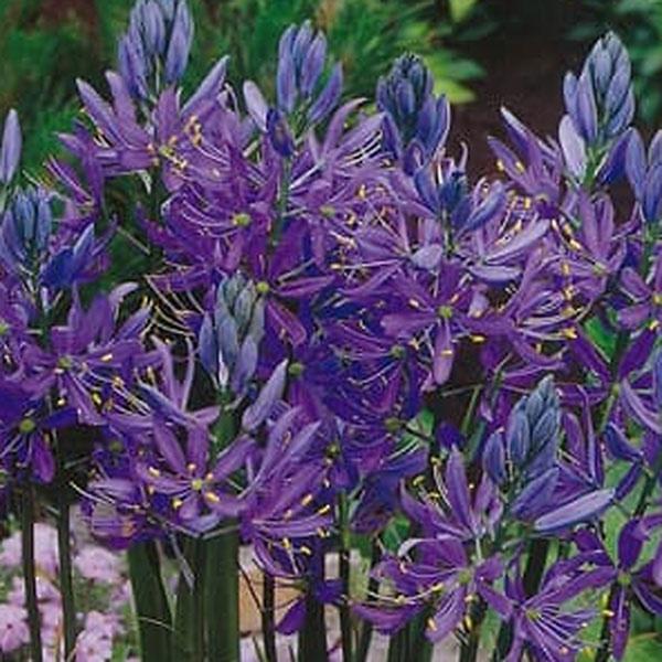 カマシアは北アメリカ原産のユリ科の植物。可憐な花が魅力です。星形のきれいなブルーの花は群生して咲くと見事で、花壇を引き立たせます。極端な排水不良のところ以外なら、用土も選ばず、半日陰でも開花する丈夫な植物です。※詳しい商品説明は下のほうに記...