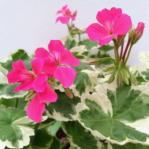 リアミントンは鮮やかな覆輪葉にピンクの一重の花を咲かせるゼラニウムです。鮮やかな花色と葉の組み合わせも抜群の色合い！花がなくてもカラーリーフとしても楽しめます。※詳しい商品説明は下のほうに記載があります