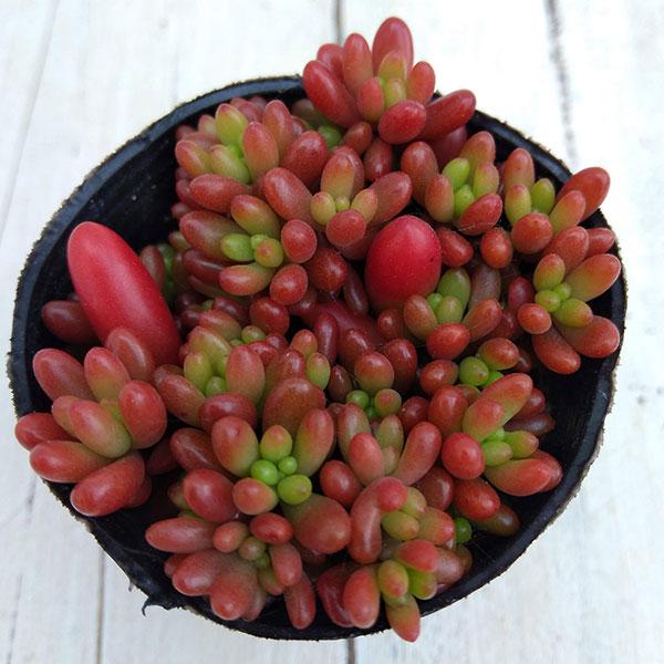 小さなプリッとした葉がたくさんつく人気のセダム（多肉植物）、虹の玉。冬には赤く紅葉してきれいです。成長が緩やかで暑さ寒さに強く、とても管理しやすい多肉植物です。戸外の明るい場所で育ててください。※詳しい商品説明は下のほうに記載があります