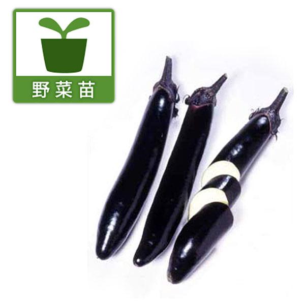 黒陽は極早生で抜群の豊産性をもつ太長なすの代表的な品種です。とてもおいしく、作りやすく、特に初期から収量が多い品種です。果皮は濃い黒紫色でツヤがあり、夏ボケ果と石ナスが少ない品種です。果皮は千両2号よりやわらかで、硬くも無く柔らか過ぎず程よ...