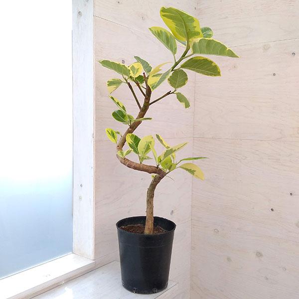 テレビでも紹介された、沖縄の職人さんの素晴らしいらせん仕立ての逸品です。沖縄の日差しの中、いきいきとした成長をした、曲げ仕立てのカッコいいフィカス　アルテシマ。フィカス・アルテシマ（アルテシーマ）はゴムの木の仲間で、長楕円形で濃緑色の葉に淡...