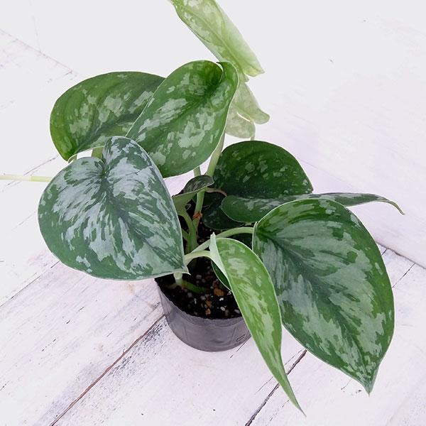 スキンダプサスピクタスは「シラフカズラ」とも呼ばれるサトイモ科のつる性植物。厚みのある葉に入る不規則なシルバーグリーンの斑が印象的です。つるが長くのびていくのでハンギングにしても楽しめます。耐陰性が強いので光量が少ない場所でもお楽しみいただ...