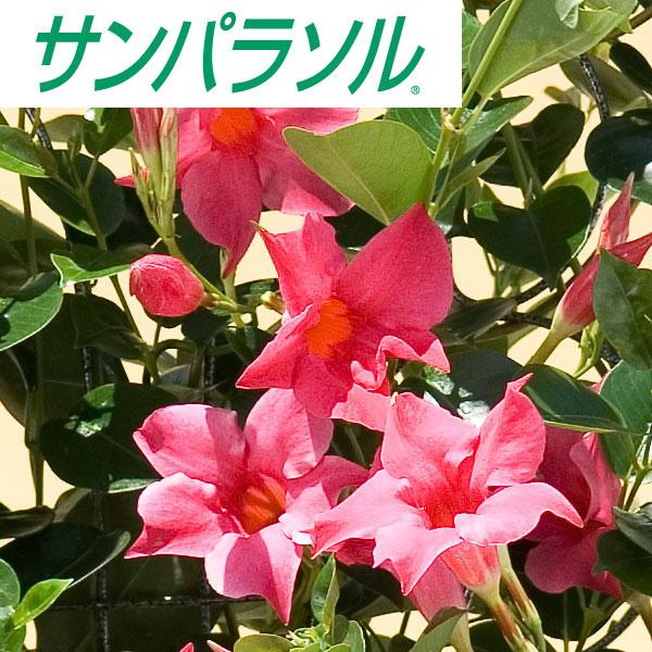 ★入荷から日数が経ったためセール価格となりました。商品の状態は画像と異なる場合があります。★サンパラソルはサントリーフラワーズが開発した人気のマンデビラです。まとまりの良い草姿で早く咲くサンパラソル。つるを伸ばす前から中輪の花が咲き、早くか...