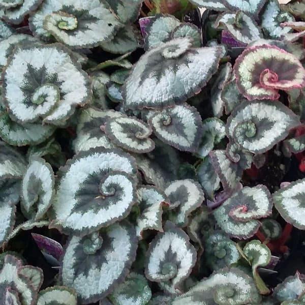 華麗で美しい葉を持つベゴニア・レックス。葉が渦巻き模様になる、人気のエスカルゴです。レックス・ベゴニアは観賞用ベゴニアとも呼ばれ、葉の形や色彩が豊富です。茎が地面を這うように伸び、よく枝別れしてこんもりと葉を茂らせます。日陰に強いので、生活...