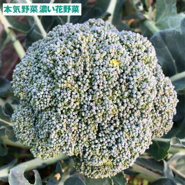 【発売日：2026年08月27日】サントリーフラワーズの本気野菜濃い花野菜シリーズ。秋冬野菜の定番、花野菜！甘みとコリッとした歯ざわりで、食味の良さはもちろん、収穫後にもまた実っておかわりできるのが嬉しい秋冬野菜です。※詳しい商品説明は下の...