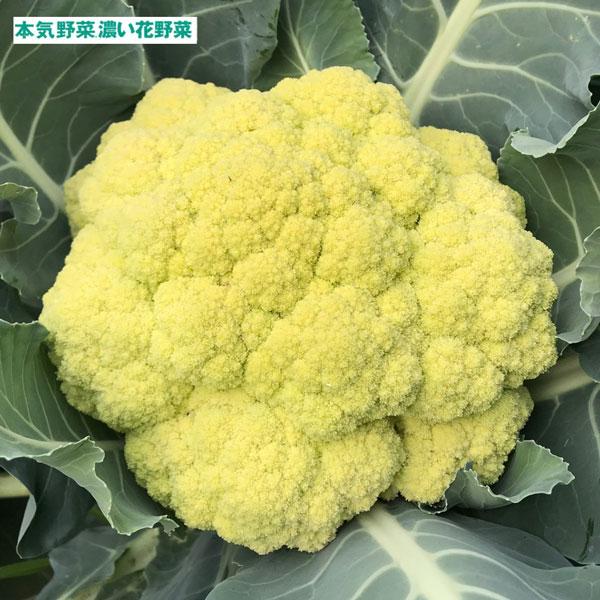 【発売日：2026年08月27日】サントリー本気野菜濃い花野菜 サントリーフラワーズの本気野菜(R)濃い花野菜シリーズ。秋冬野菜の定番、花野菜！甘みとコリッとした歯ざわりで、食味の良さはもちろん、収穫後にもまた実っておかわりできるのが嬉しい...