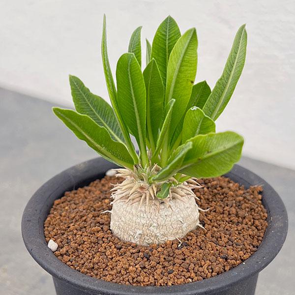 カクタス長田さんのパキポディウム特選実生苗シリーズです！パキポディウムはマダガスカルなどの乾燥地帯に自生する植物です。 樹形が特徴的で変化に富み、白い花を咲かせます。※詳しい商品説明は下のほうに記載があります