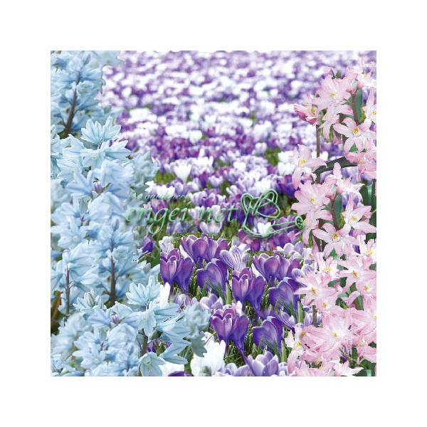 チューリップより先に咲いていち早く春をお届け！丈夫で育てやすく咲き揃う品種をミックスでお届けします。一度根付けば植えっ放しで楽しめます。※詳しい商品説明は下のほうに記載があります
