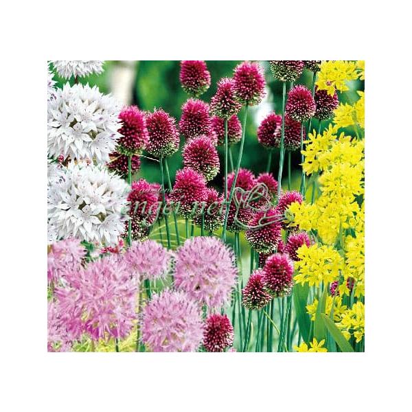 アリウムの中でも小輪系の品種のミックスです。丈夫で育てやすく、1袋で彩り豊かな花壇を作れます。切り花にもおすすめ！※詳しい商品説明は下のほうに記載があります