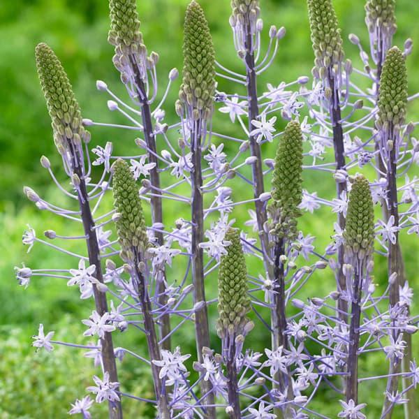 ヒヤシンソイデス・ブルーアローは中近東などを原産とする球根植物。40cmほどの大きな花穂にライトブルーの星型の小花をたくさん付けます。ヒヤシンソイデスはヒヤシンスやシラーに近い品種で、草丈は100cmにもなる大型の球根植物です。どちらかとい...